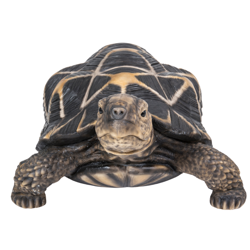 ホシガメ（特大） | 業者様向け・WooBia仕入れサイト｜アニマル雑貨・オーナメント